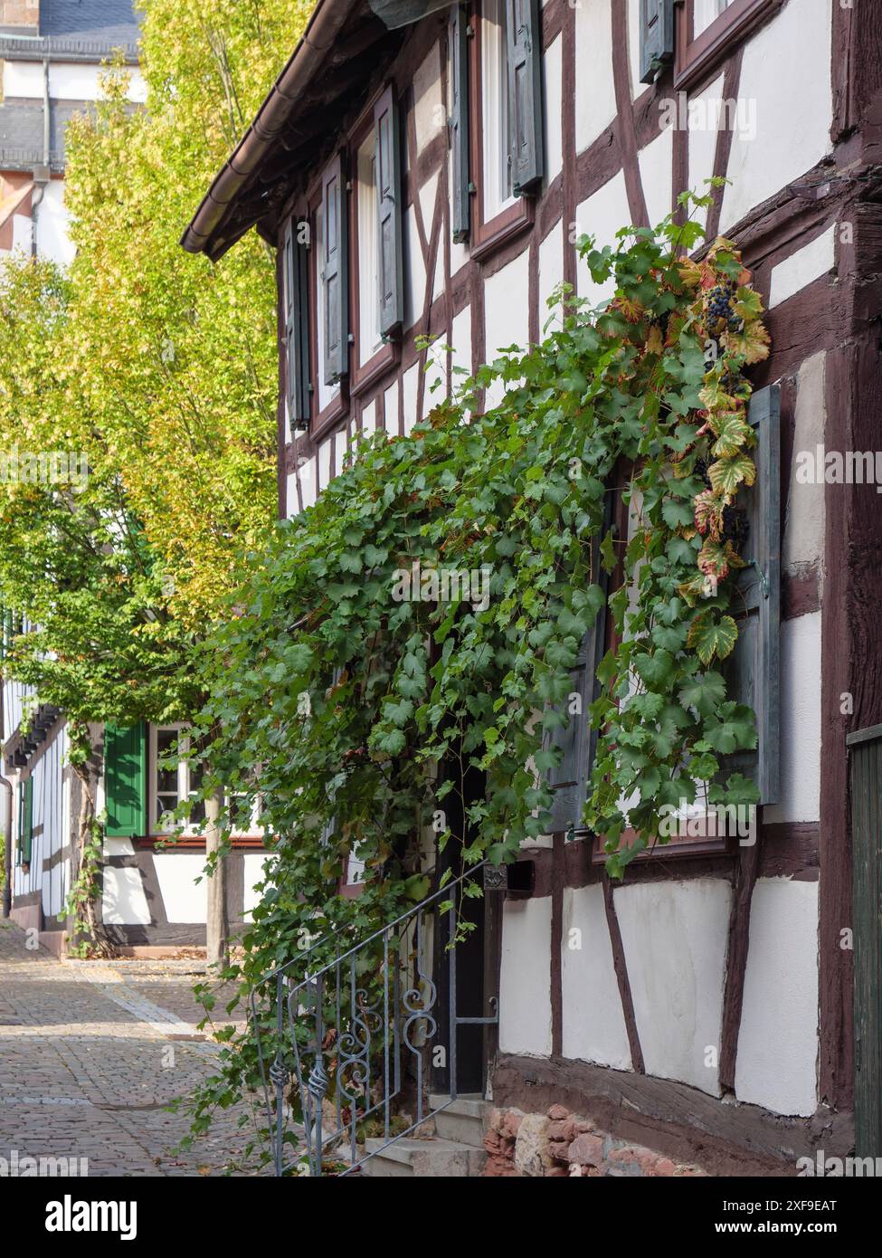 Half-timbered house with open shutters and lush climbing plants along a ...