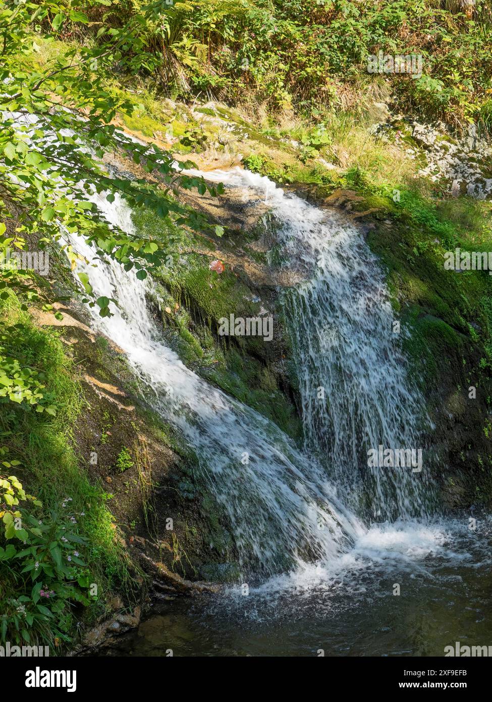Small waterfall in a densely overgrown, green forest flowing over rocks ...