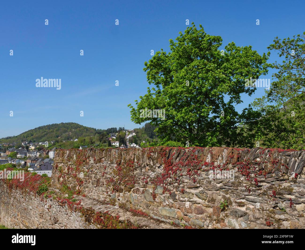 Stone wall with climbing plants and a large green tree, surrounded by ...