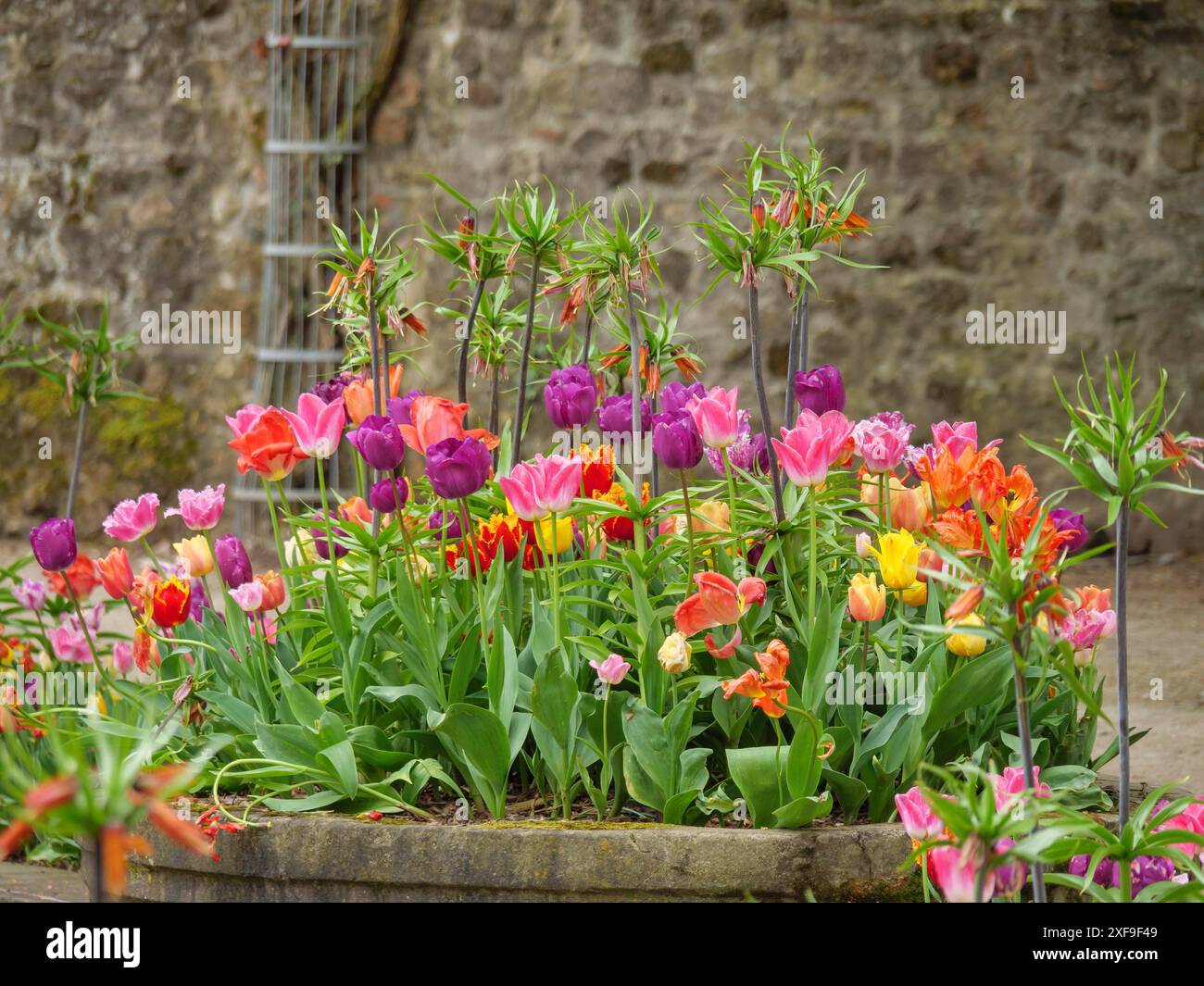 Vibrant flower bed with colourful tulips and crocuses in front of an ...