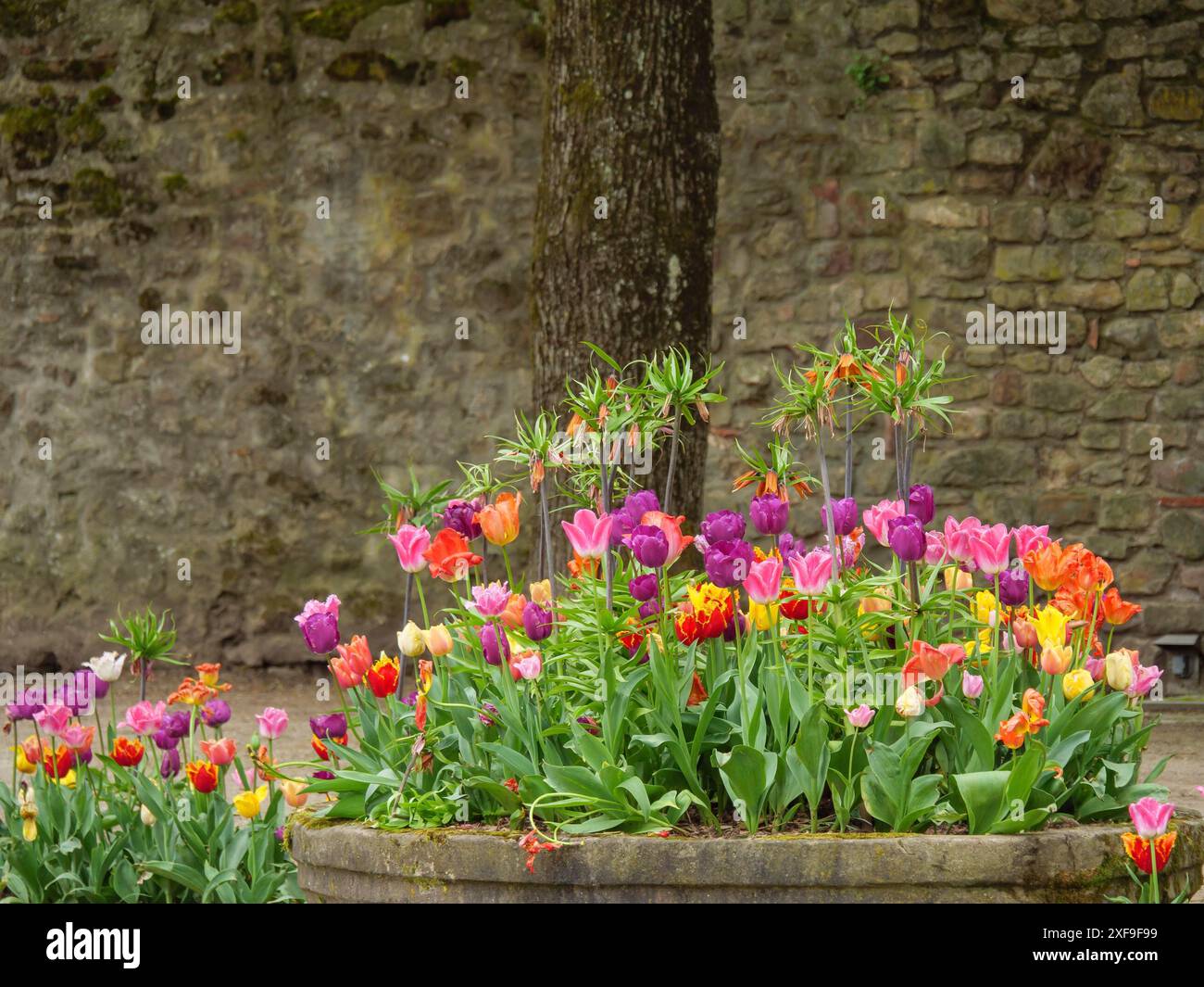 Lively flower bed with colourful tulips and a tree in front of an old ...