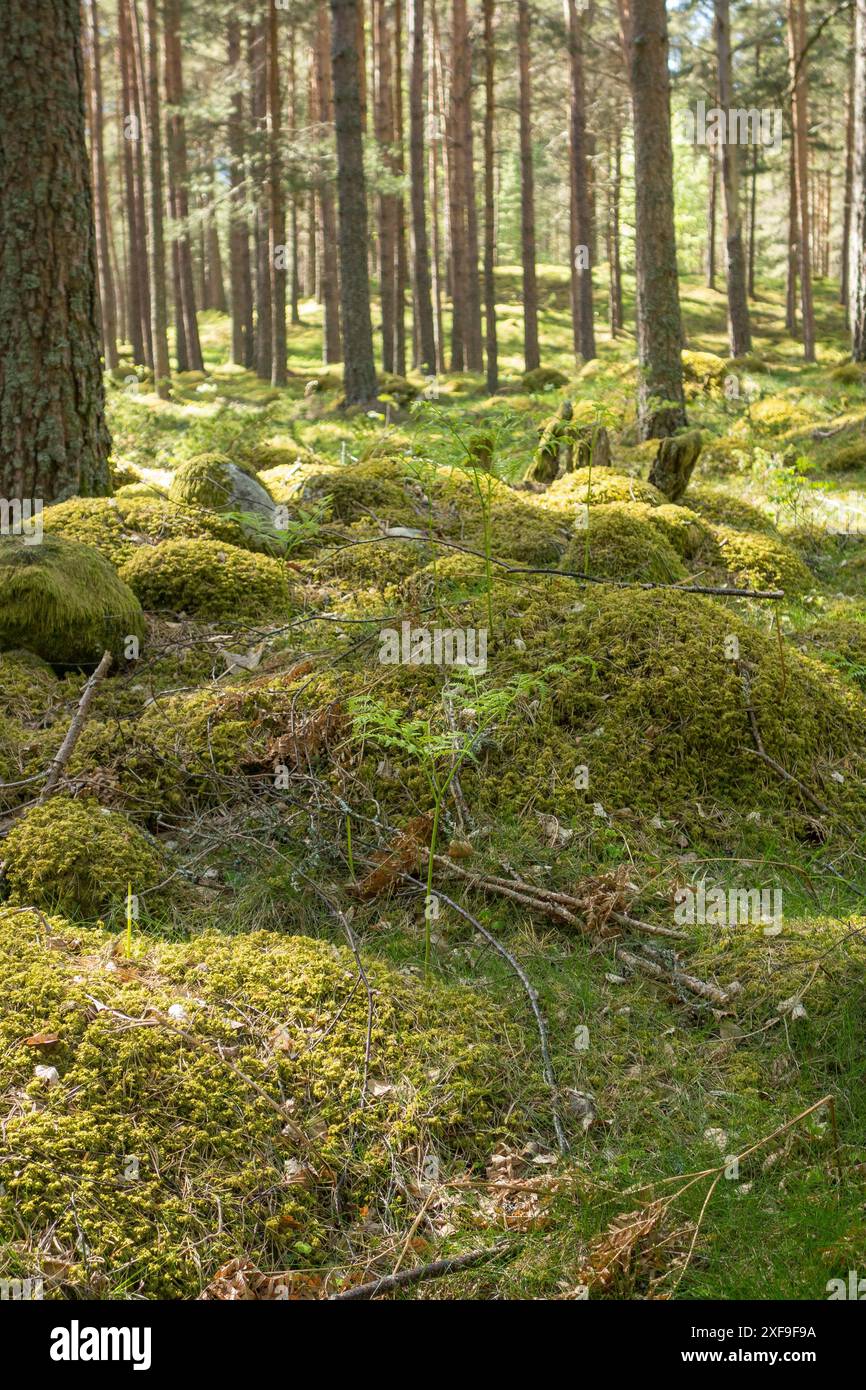 A dense forest with moss-covered ground and tall trees, flam, norway ...