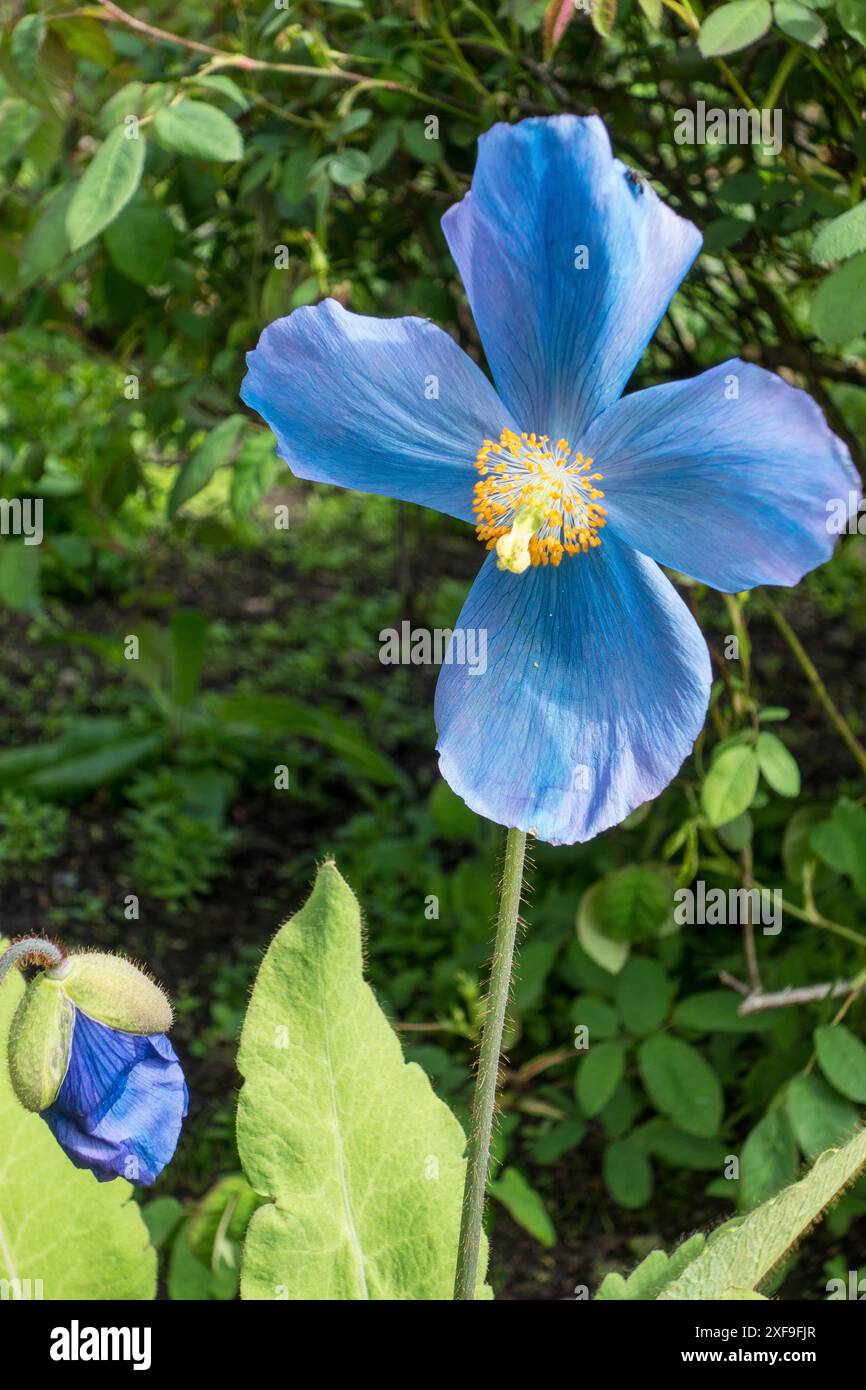 Close-up of a blue flower with yellow centre and green leaves in the ...