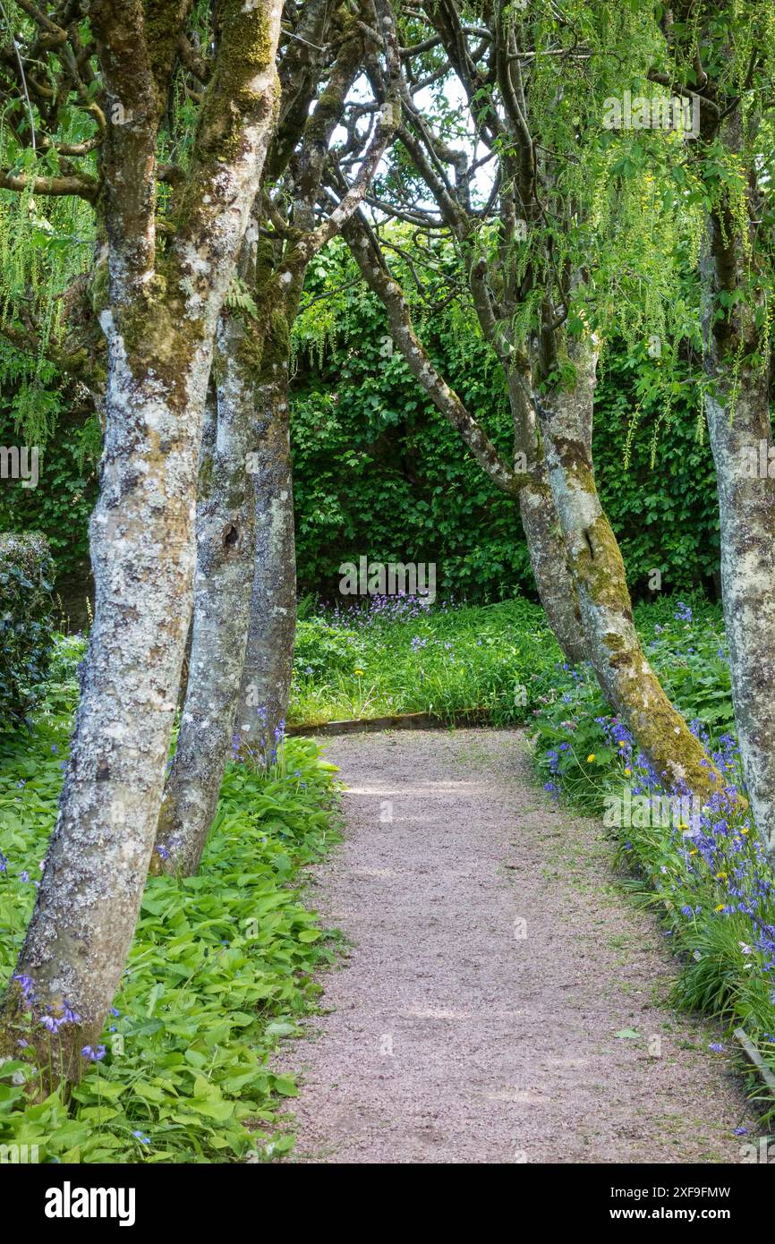 A shady forest path surrounded by trees and dense vegetation, with ...