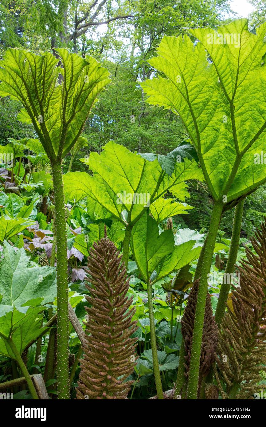 Big leaf green plants hi-res stock photography and images - Alamy