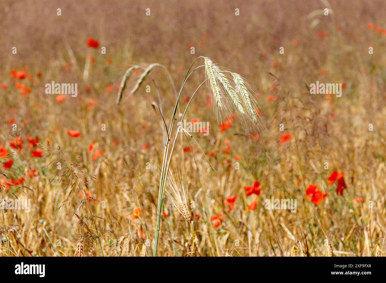 Corn field poppy flowers hi-res stock photography and images - Alamy