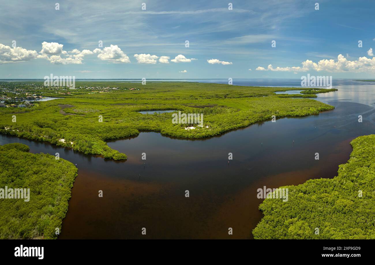 View from above of Florida everglades with green vegetation between ...