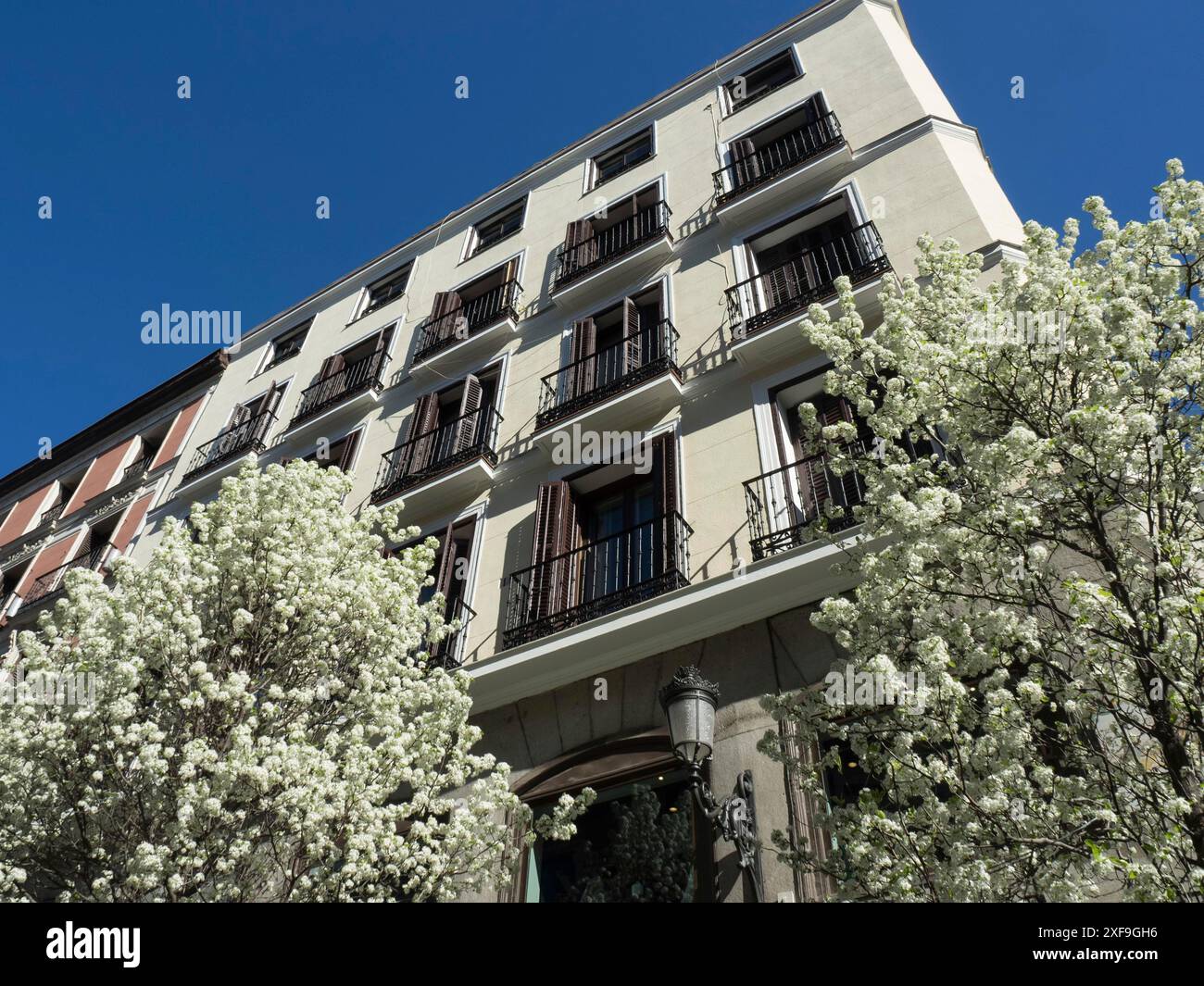 Multi-storey building with balconies and flowering trees in an urban ...