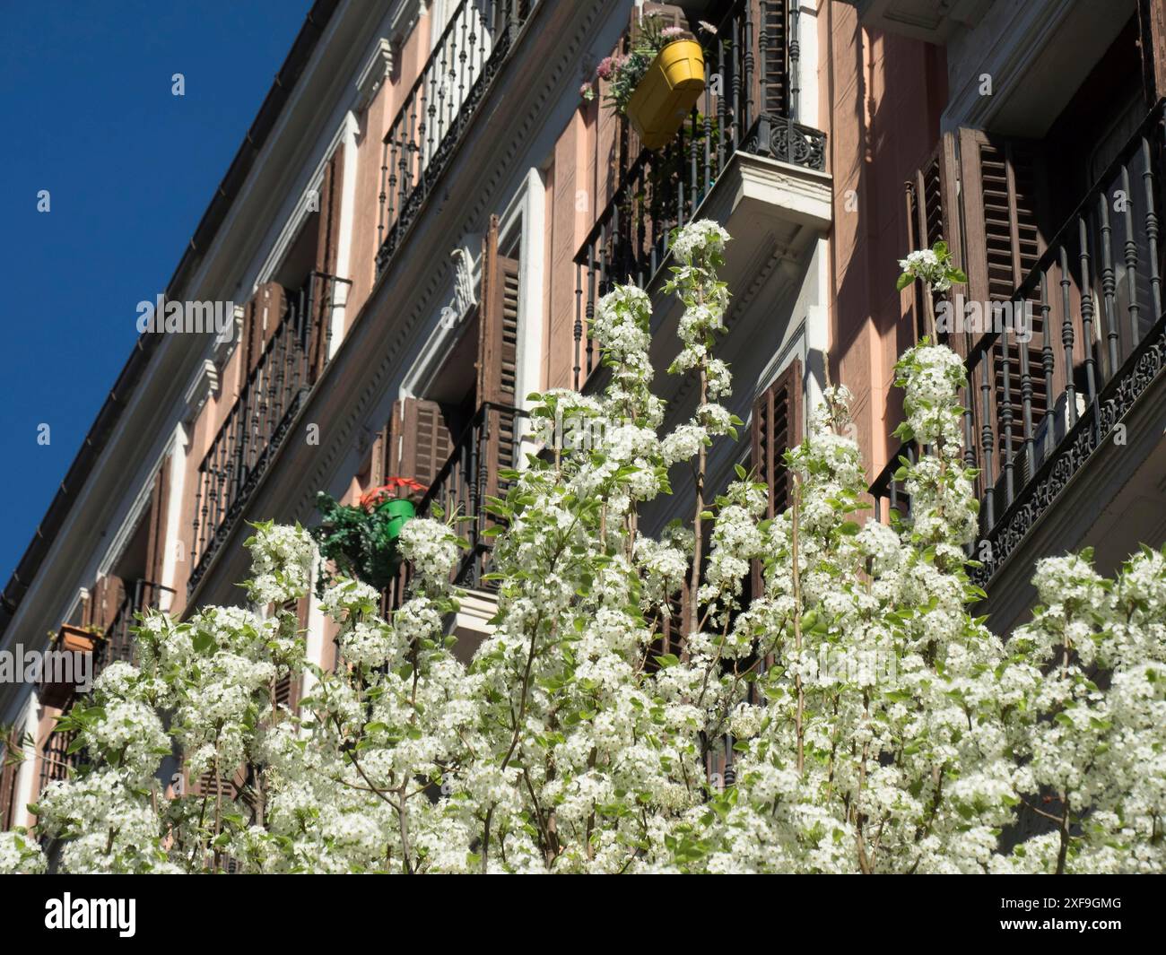 Balcony and window of a residential building surrounded by blossoming ...