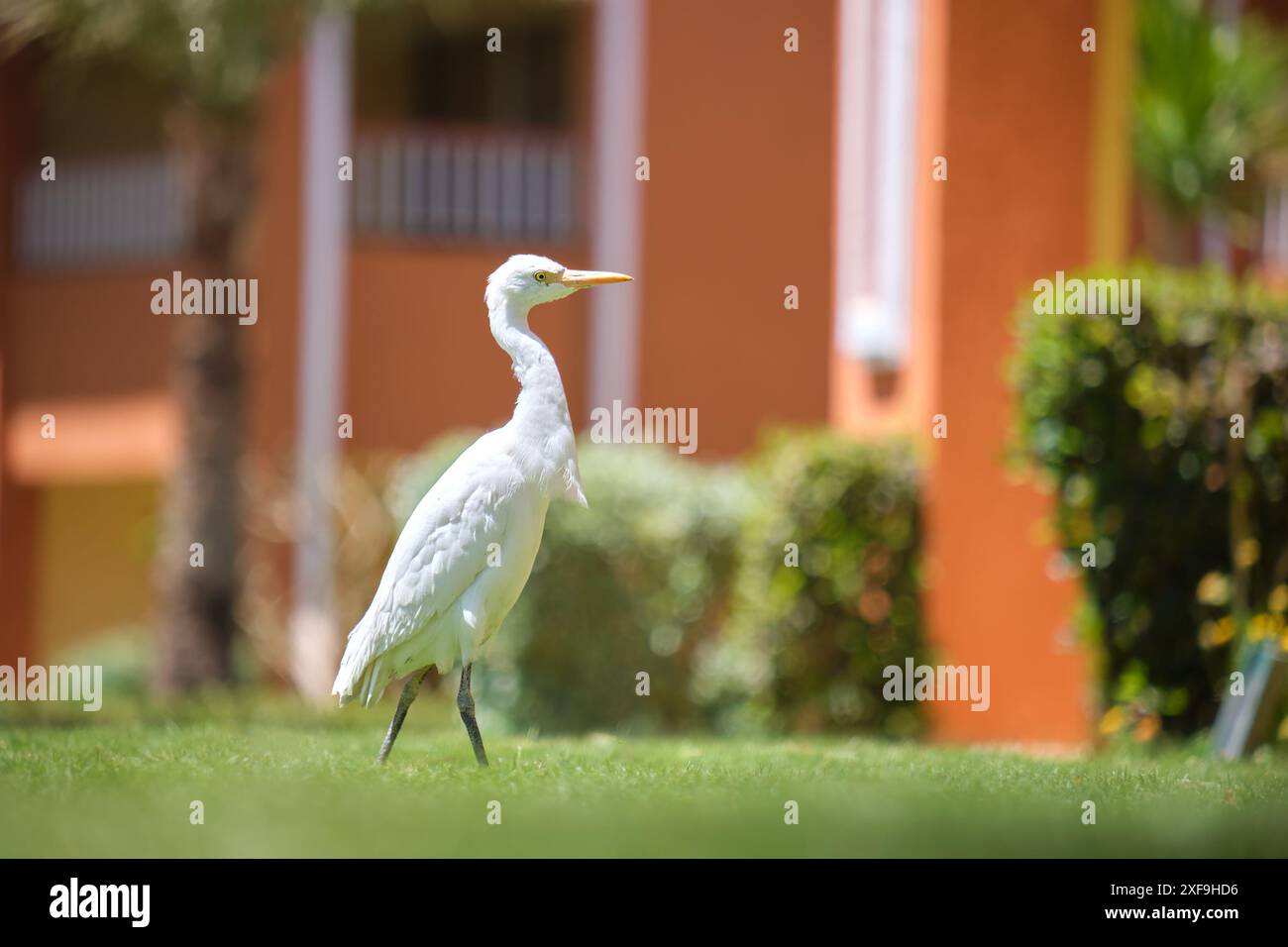 White cattle egret wild bird, also known as Bubulcus ibis, walking on ...