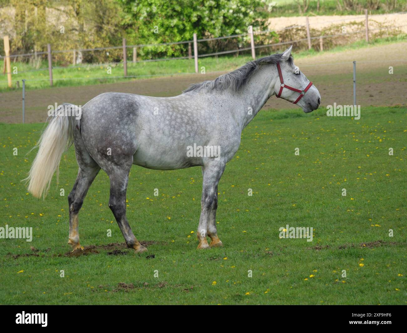 A grey horse with a red halter stands alone in a green pasture and ...