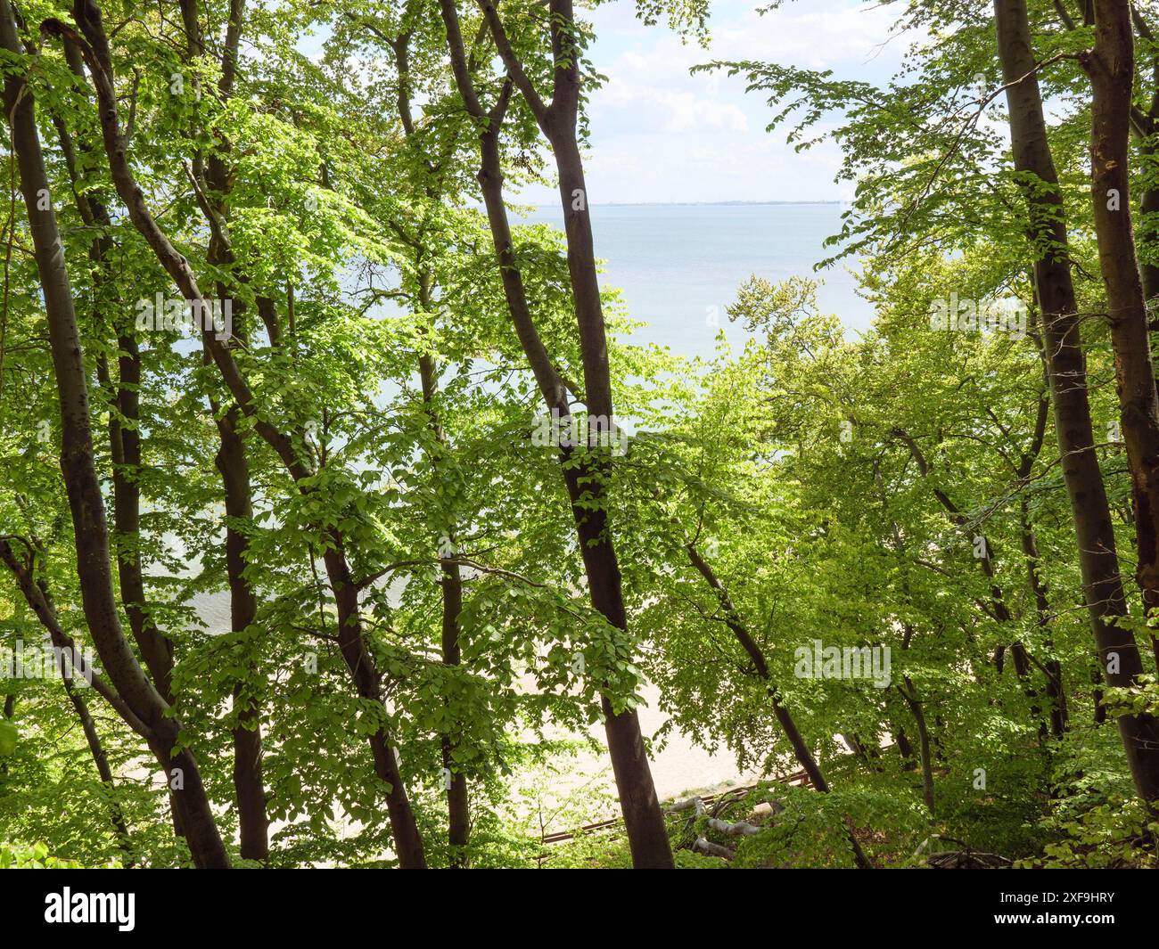 View through the green treetops of a forest to the sea beyond on a ...