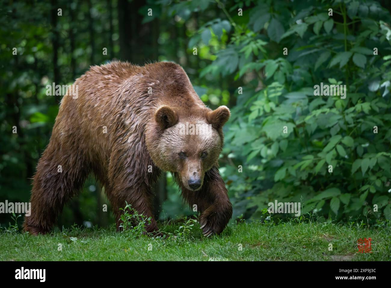 Model of bear hi-res stock photography and images - Alamy