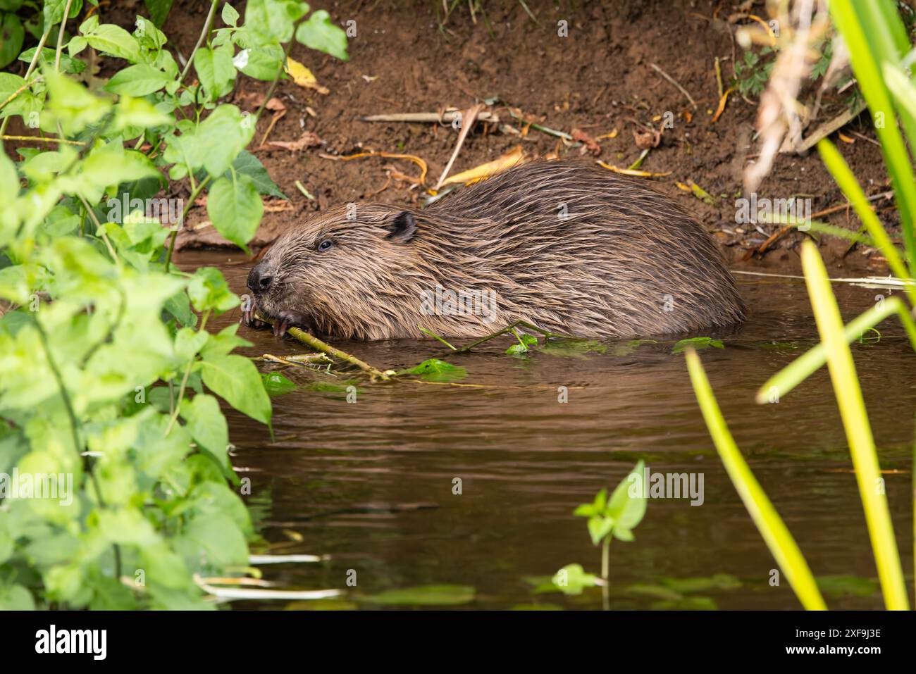 Beaver having a snack at the edge of a river Stock Photo - Alamy