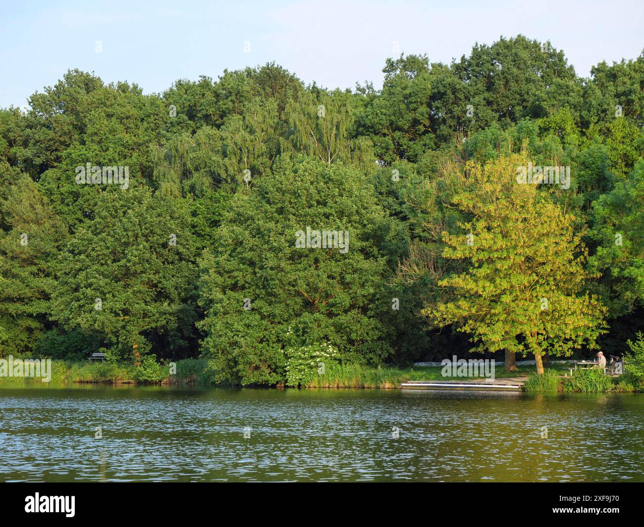 A lake lined with green trees and dense vegetation in summer, Borken ...