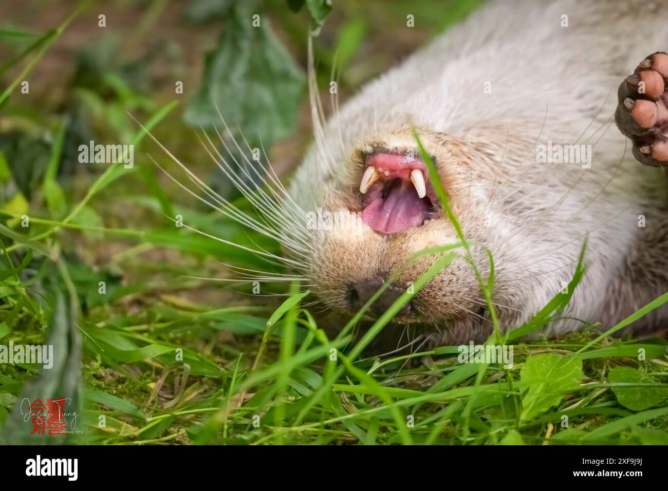 The Smiley Otter Stock Photo - Alamy