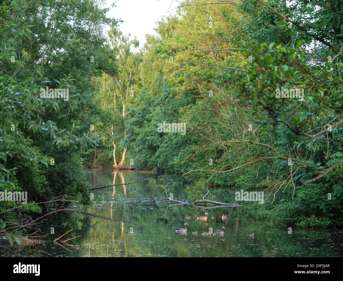 A dense forest with a river in which some ducks are swimming, Borken ...