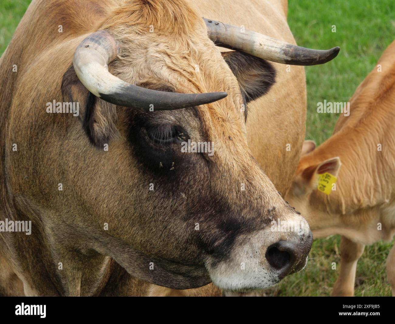 Distinctive fur pattern hi-res stock photography and images - Alamy