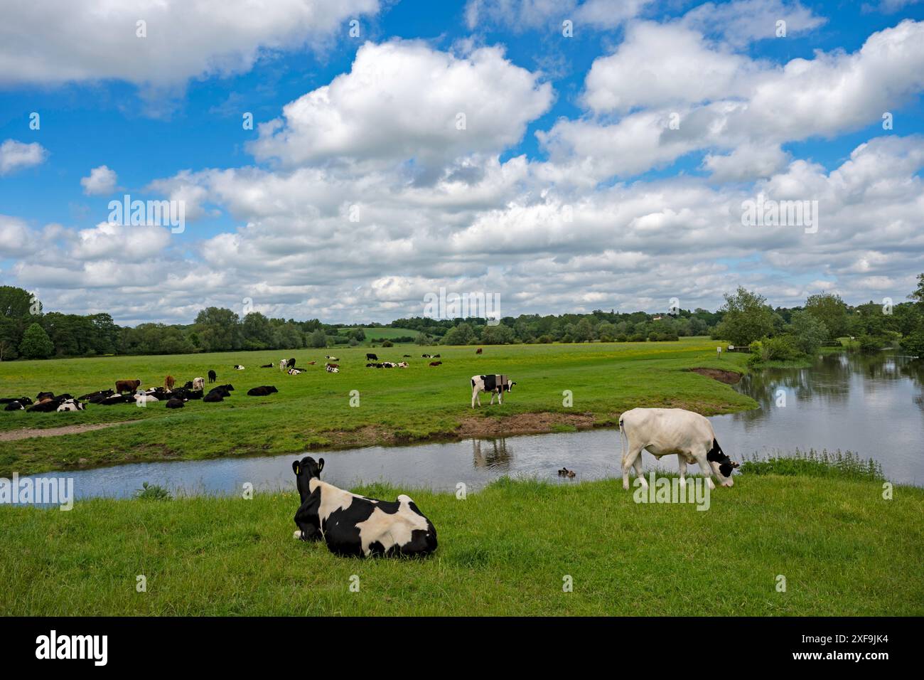 Friesian dairy cows Dedham Suffolk Stock Photo - Alamy