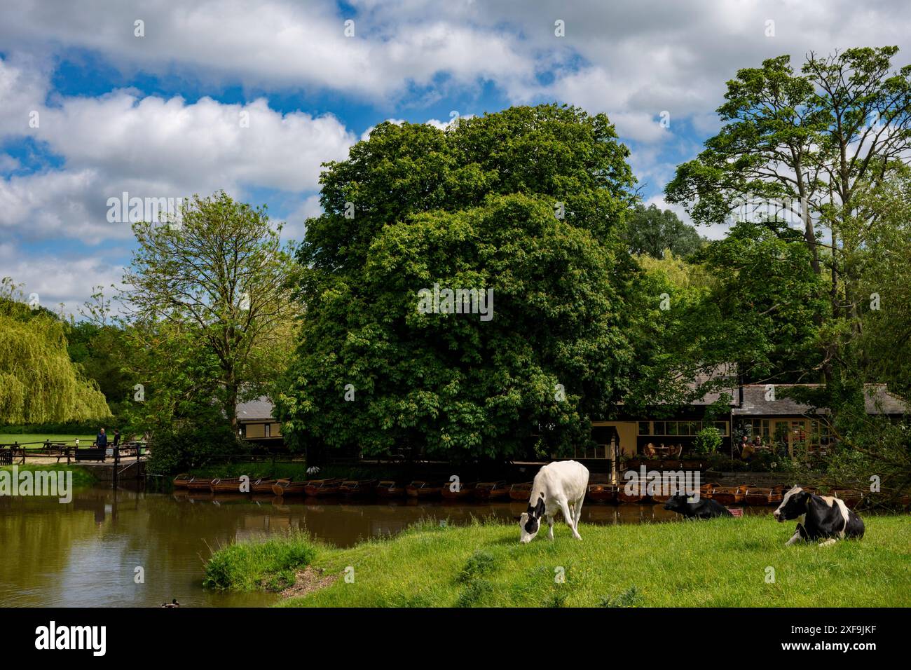 Friesian dairy cows Dedham Suffolk Stock Photo - Alamy