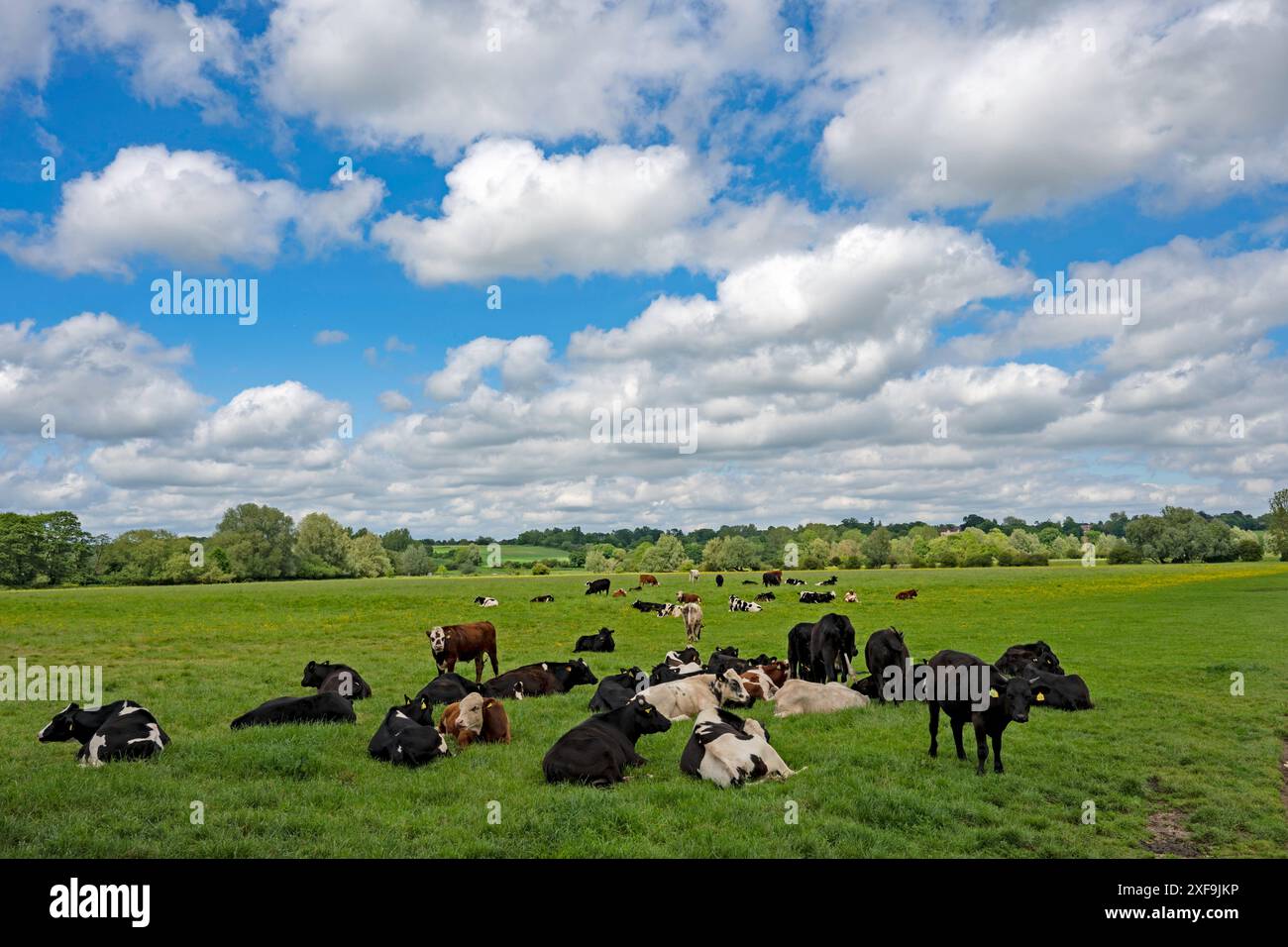 Friesian dairy cows Dedham Suffolk Stock Photo - Alamy