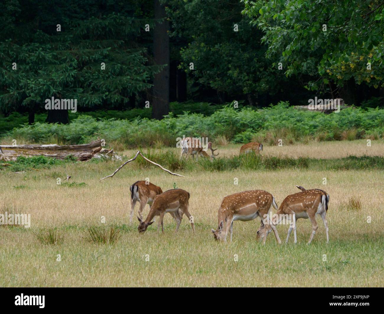 Herd of deer grazing peacefully in a wide meadow in front of a dense ...