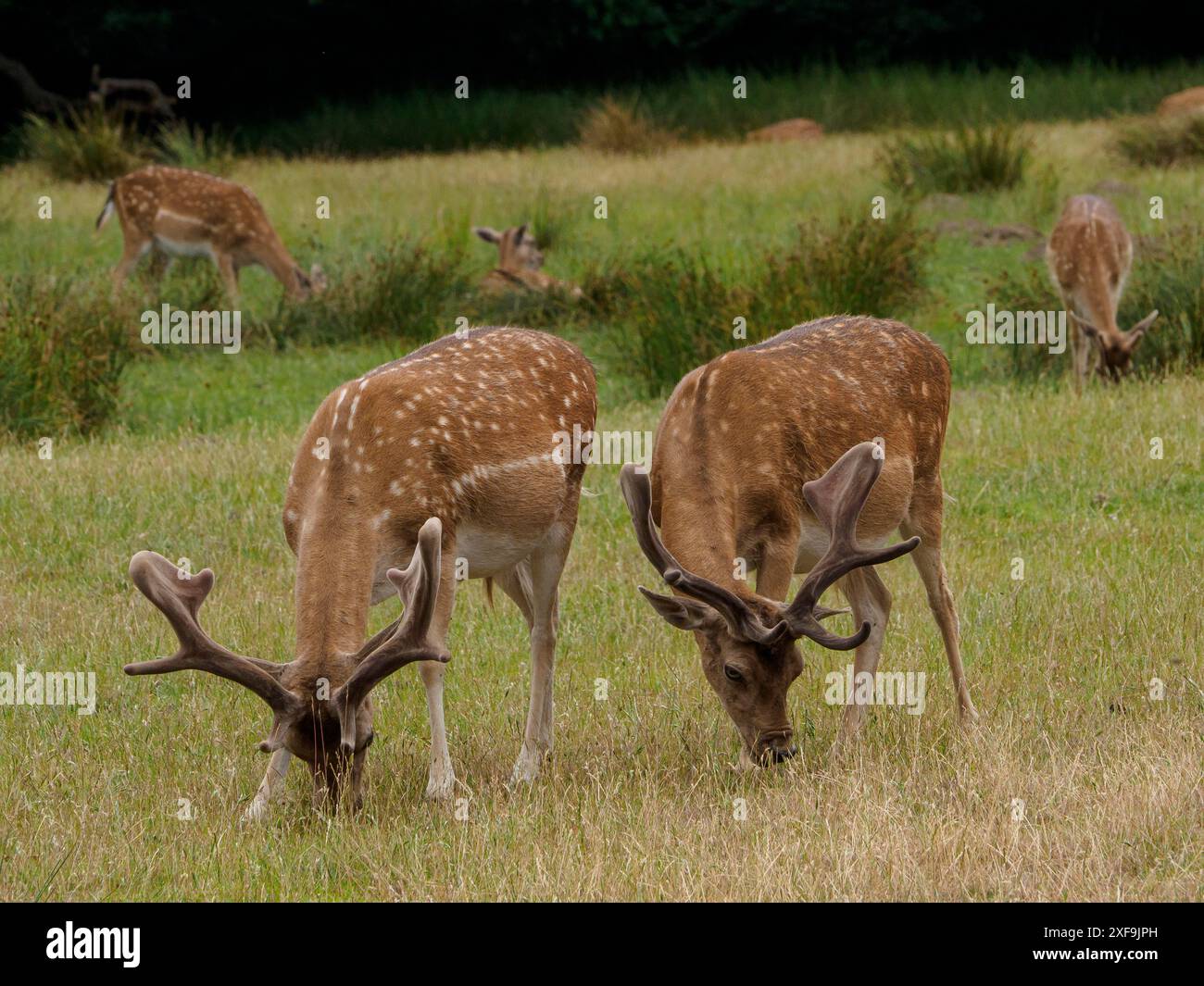 Two deer with big antlers grazing on a wide pasture in the forest ...
