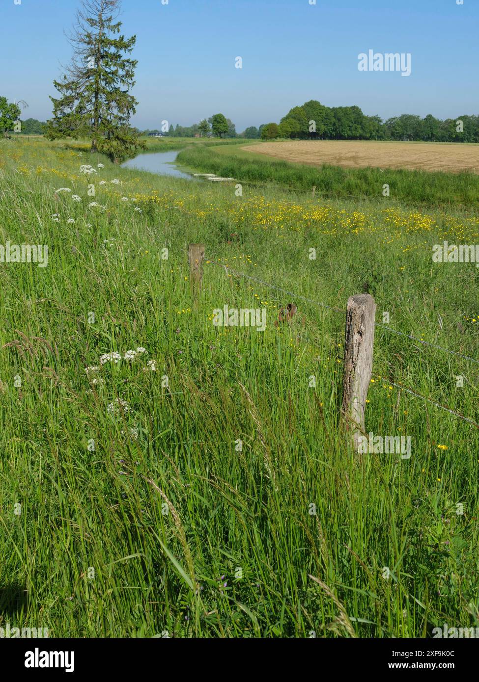 Rural green space with wild plants and trees under a clear blue sky ...