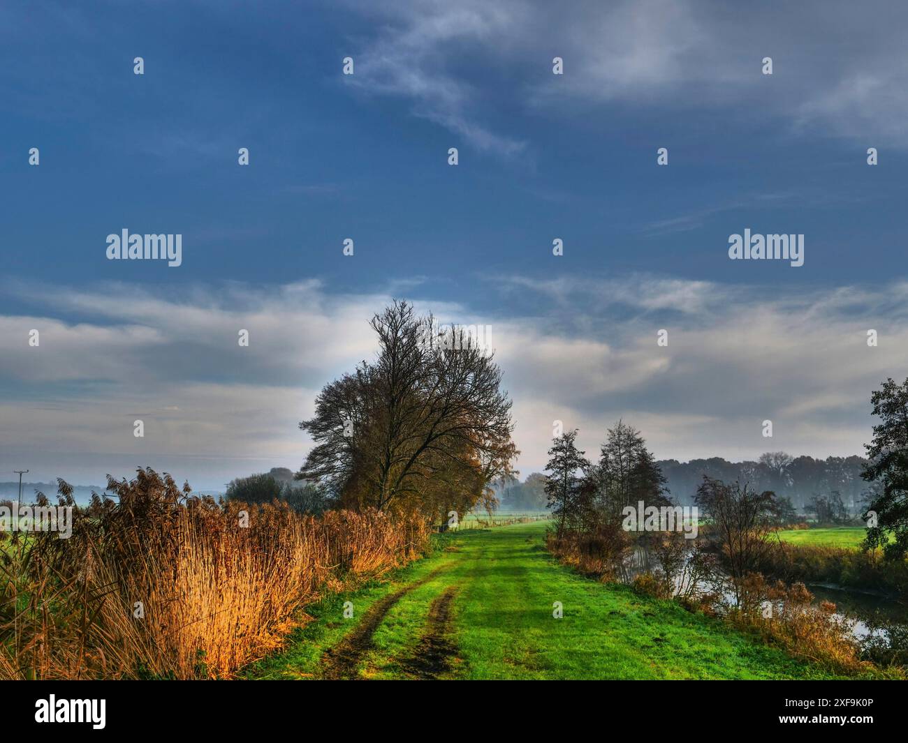 Rural path between tall trees and green grass under a blue sky, Borken ...