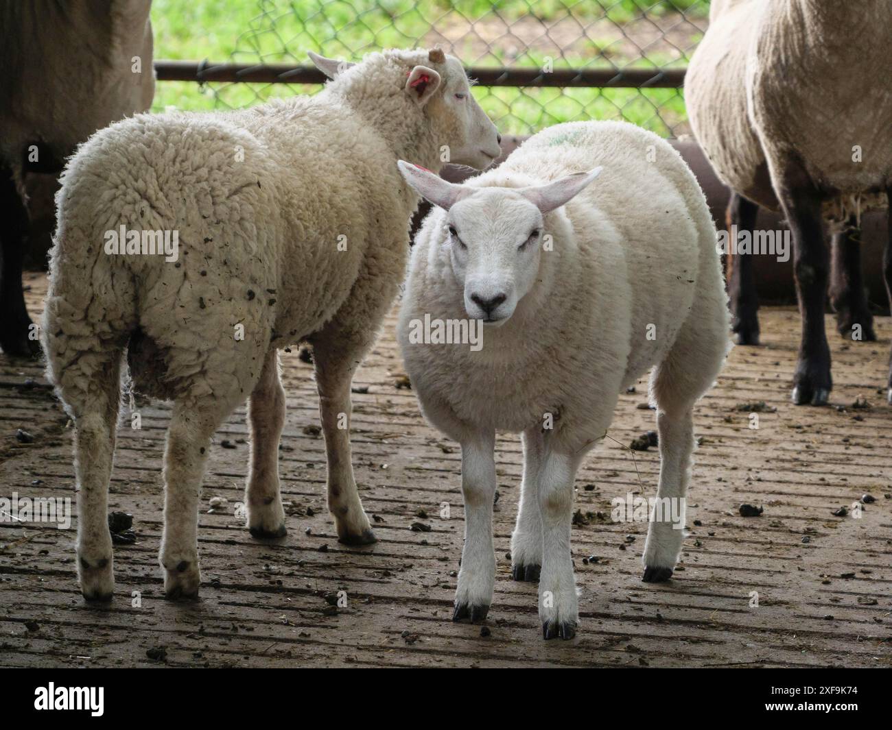 Sheep in a stable hi-res stock photography and images - Alamy