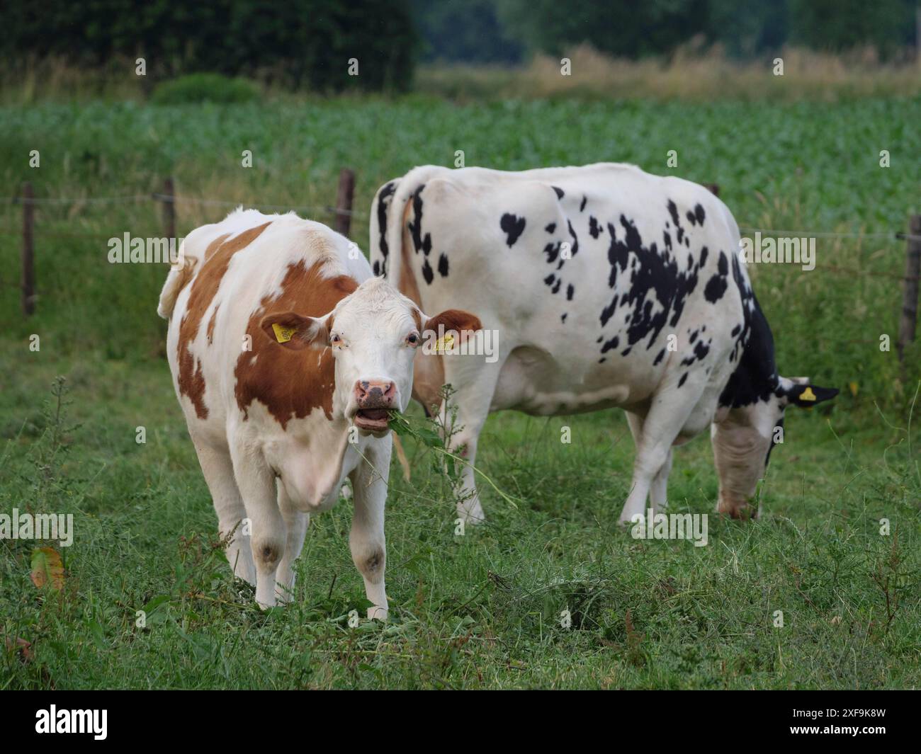 Two cows are standing on a pasture, one is brown and white and the ...