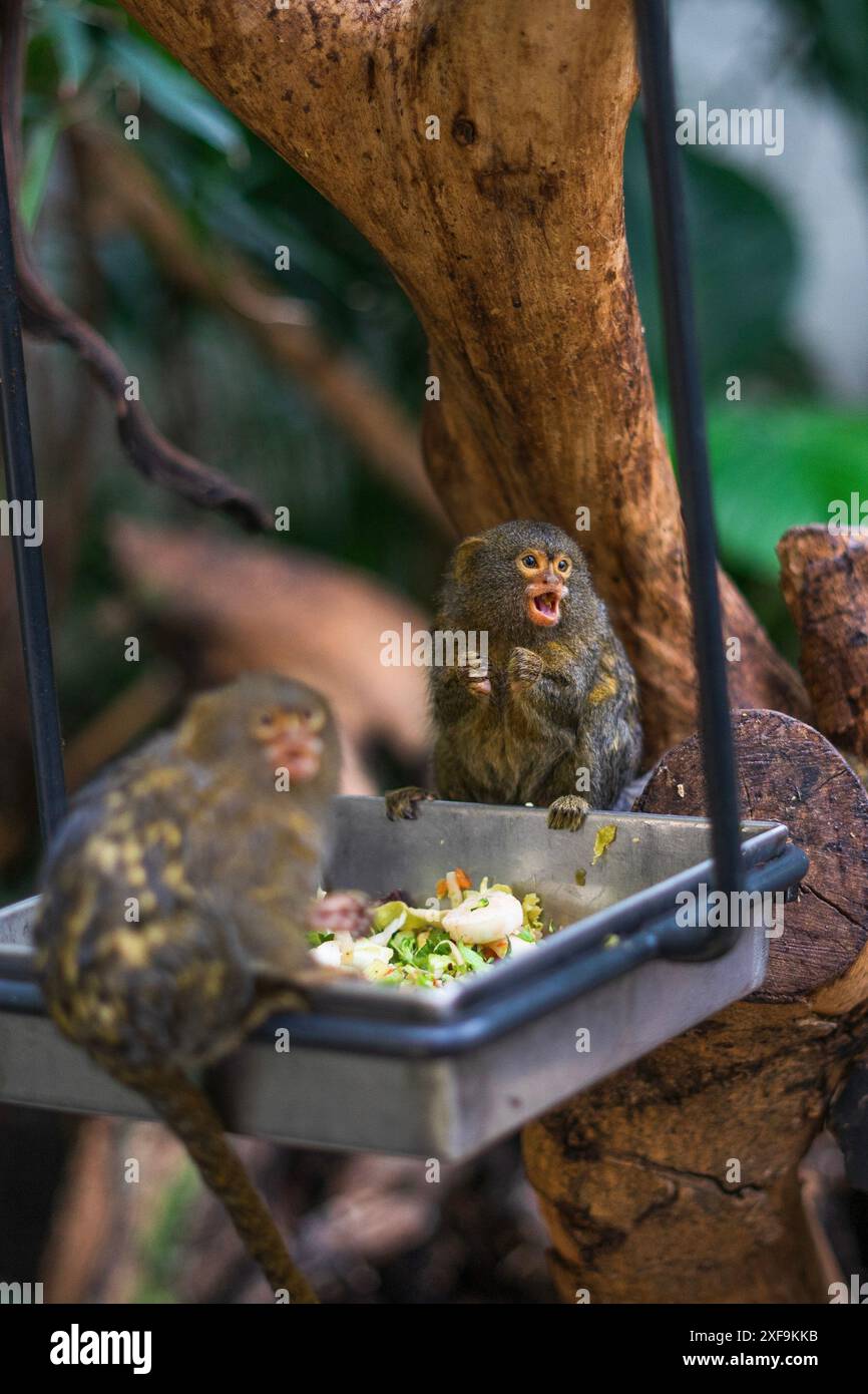 Pygmy marmoset eating hi-res stock photography and images - Alamy