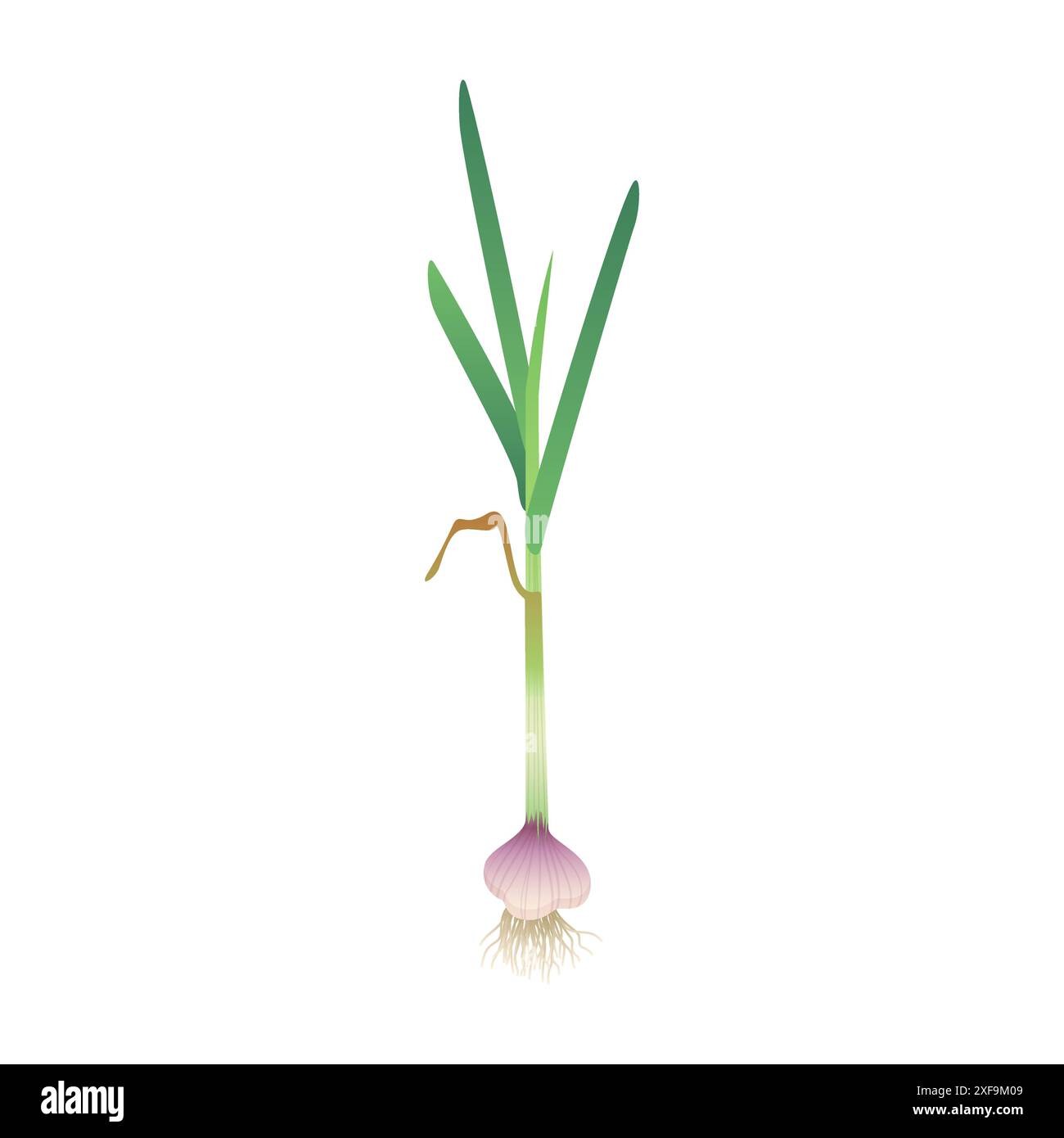Organic growing garlic, white bulb and green leaves on stalk vector ...