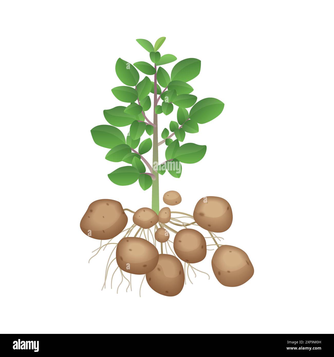 Fresh organic potato, raw tuber and green leaves of root vegetable ...