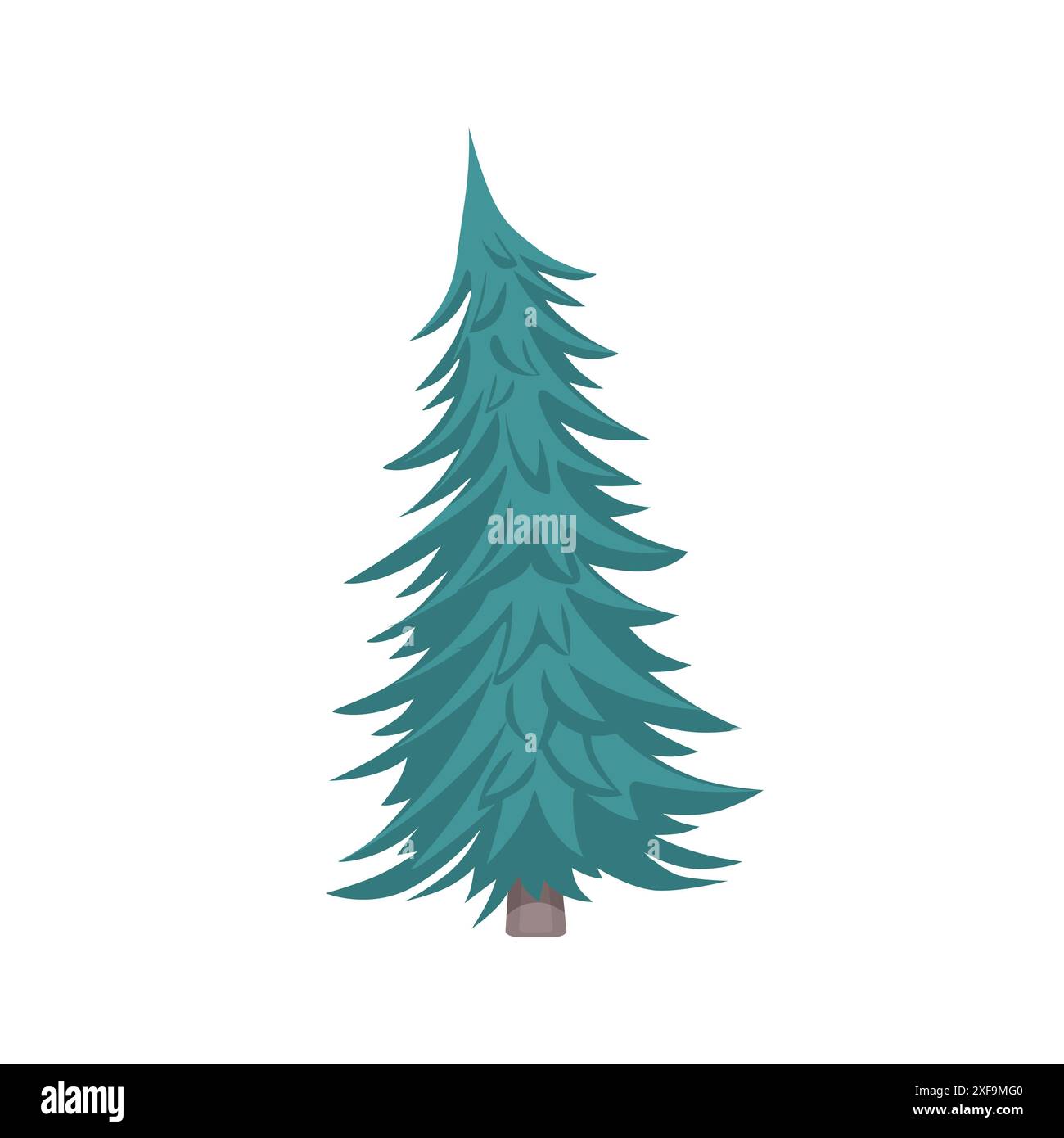 Tall green spruce, evergreen tree with cones from coniferous forest ...