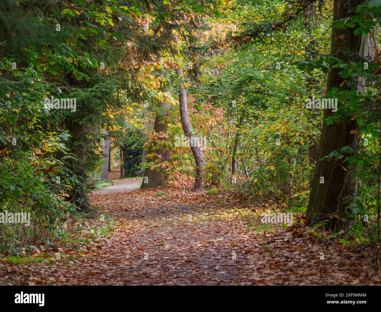A quiet path through the autumnal forest, lined with trees and foliage ...