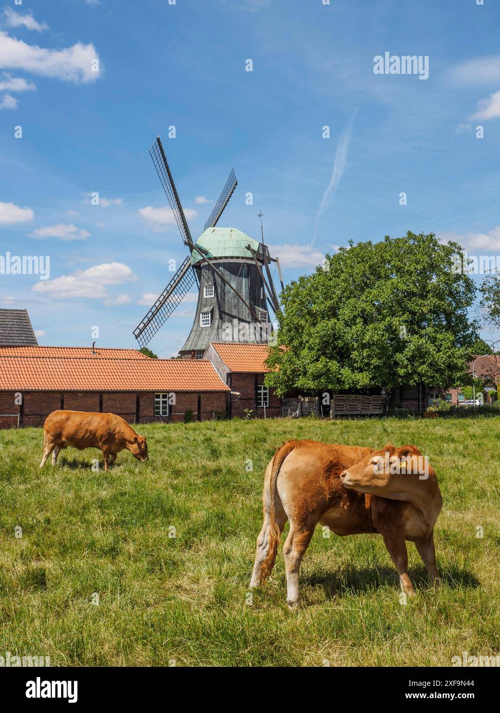 Cows on a pasture with a windmill and farm buildings in the background ...