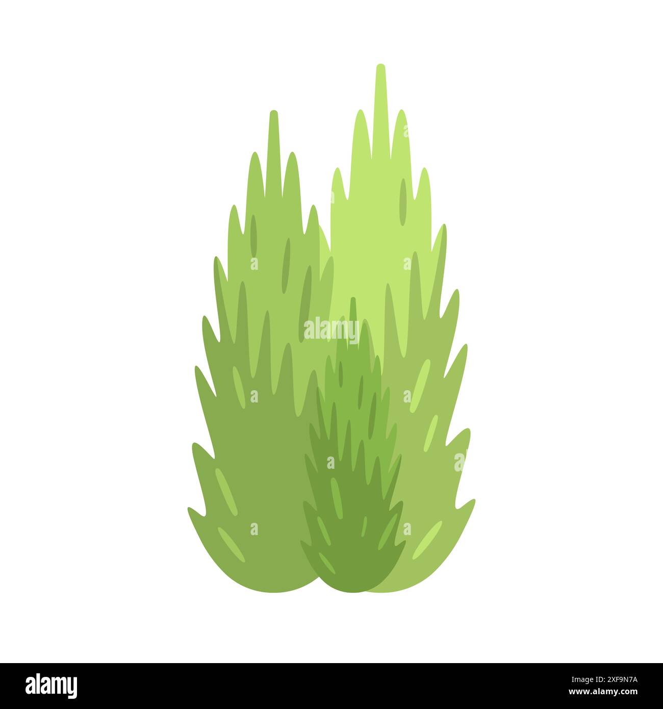 Two summer or spring tall trees with green leaves on crown vector ...