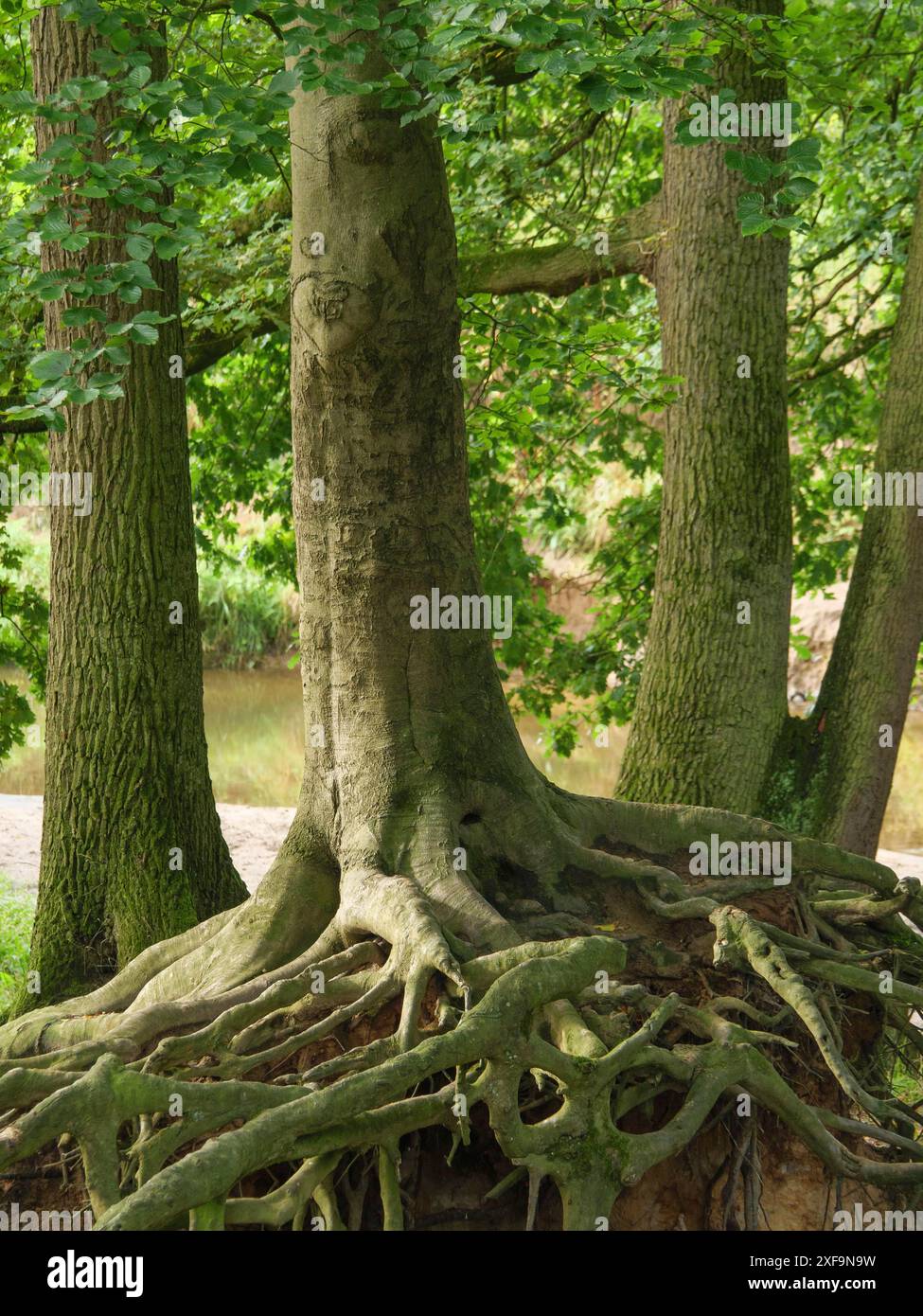 A tree with mighty, overgrown roots in a wooded area, vreden ...