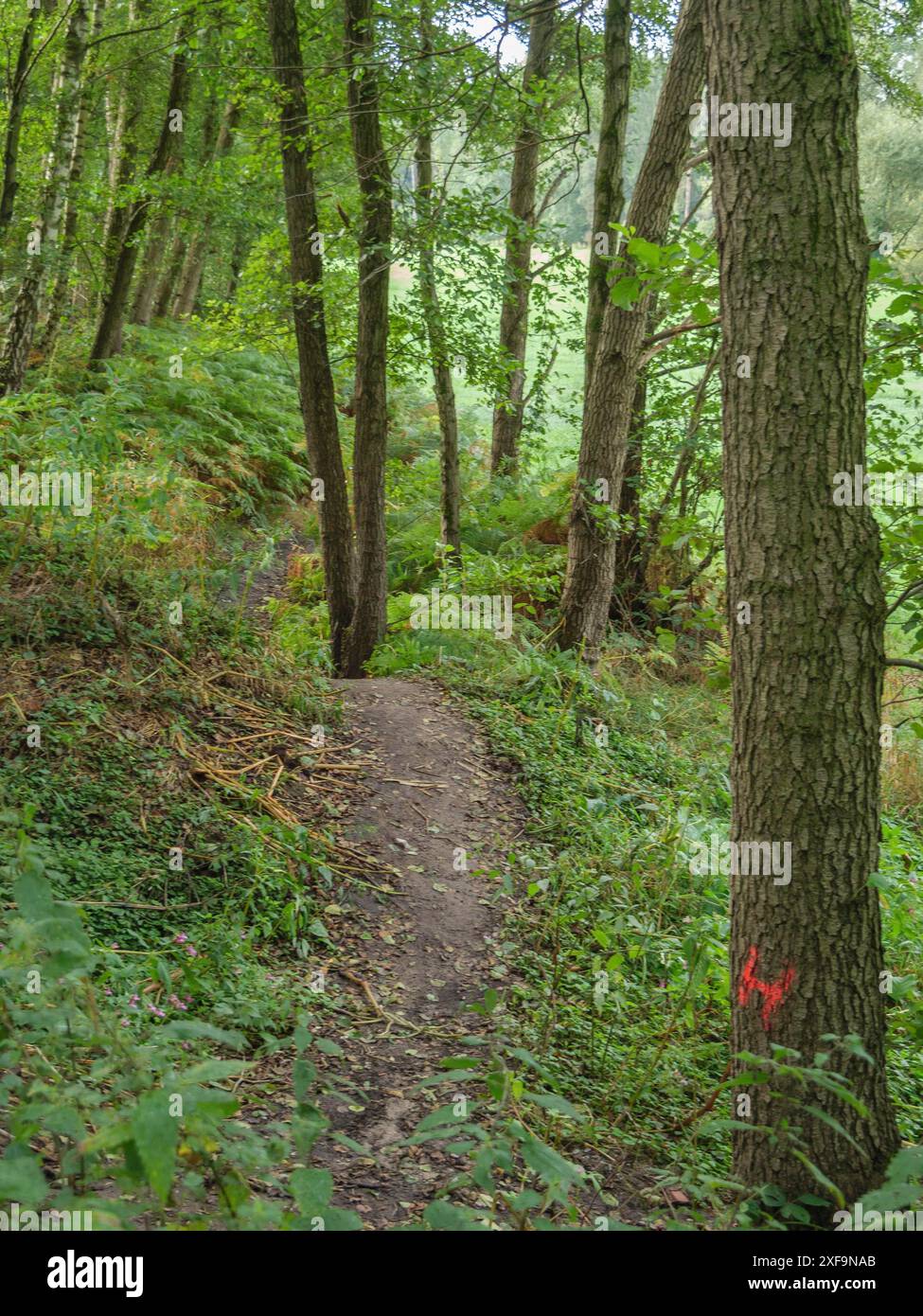 A small path leads through a green forest with dense rows of trees ...