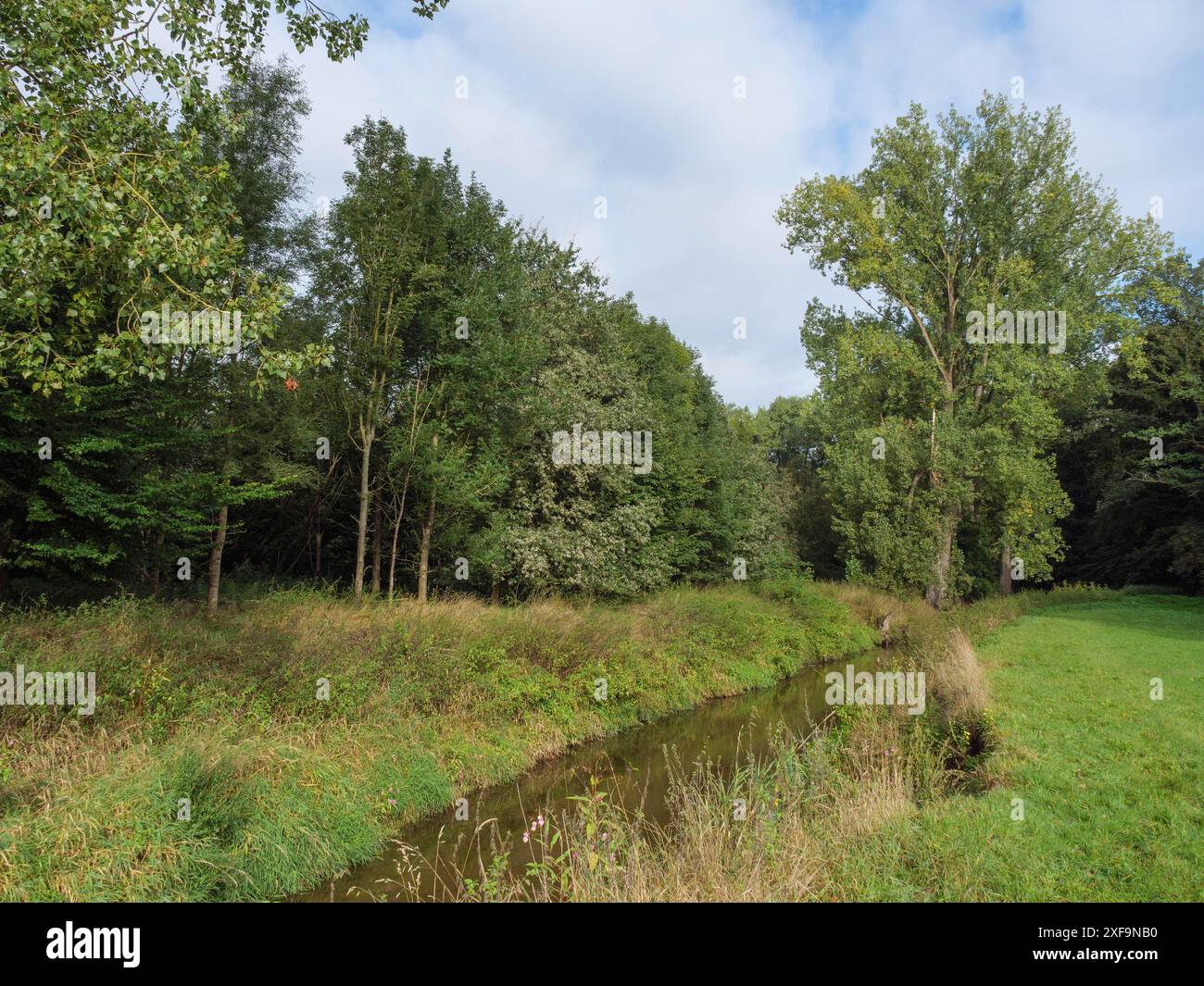 Green meadow and stream surrounded by trees at the edge of the forest ...