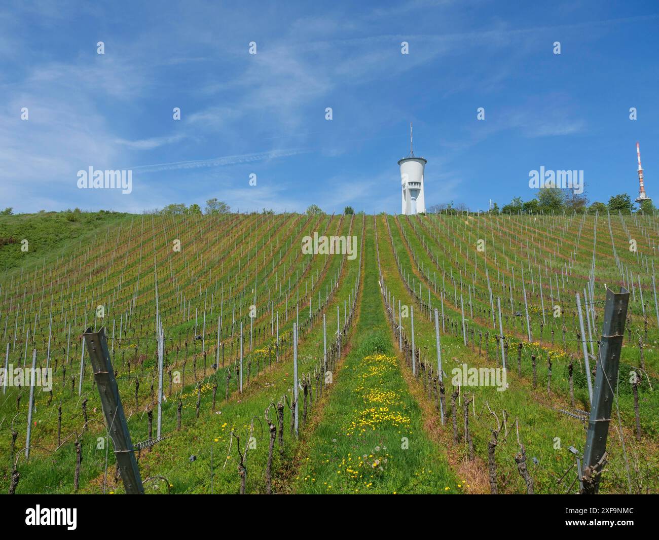 Extensive vineyard with a white tower under a blue sky, trier, germany ...