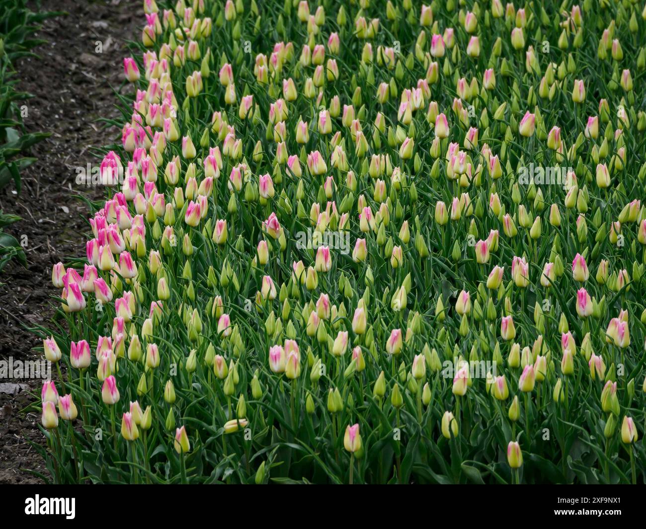 A field full of pink and white tulip buds at an early stage of growth ...