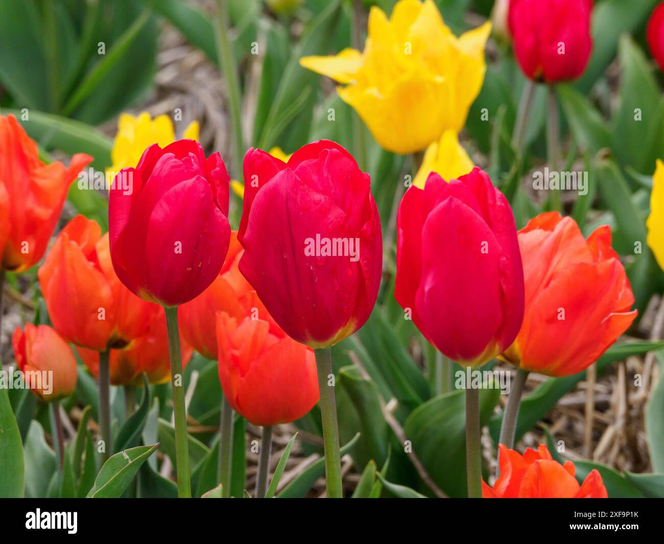 Tulips in bright shades of red, orange and yellow bloom in a green ...