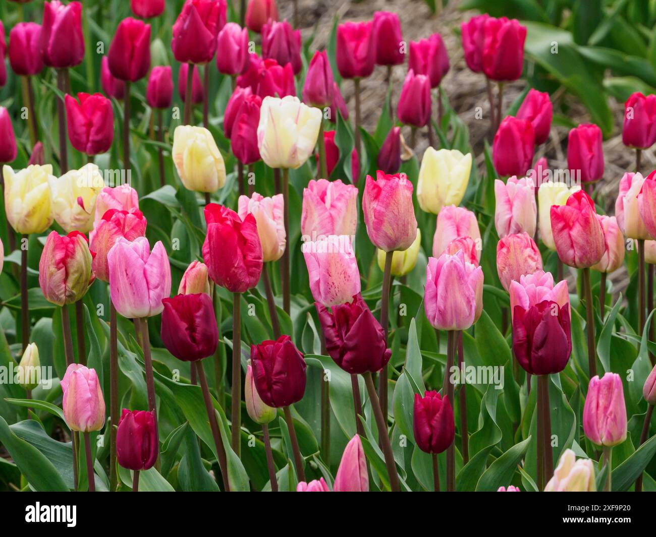 Numerous tulips in different colours with green leaves in a garden bed ...
