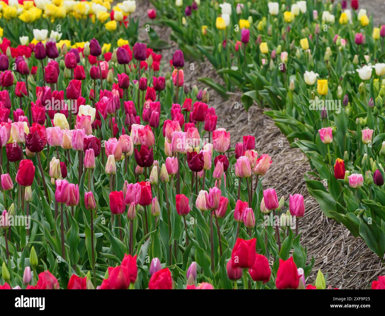 Colourful tulip field with red, yellow and pink flowers in full bloom ...