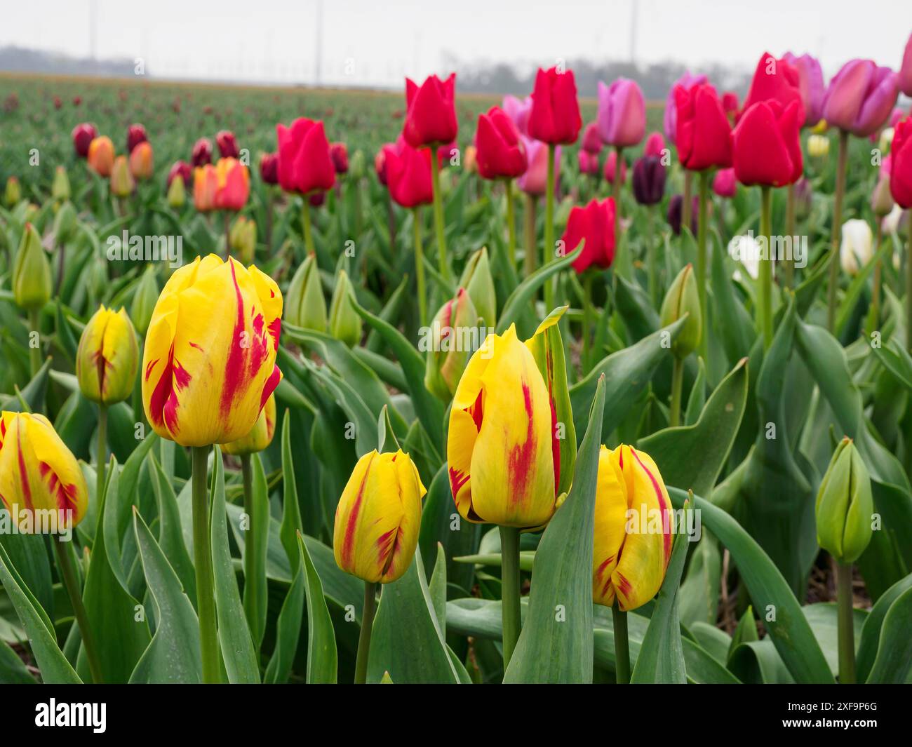 Colourful tulip field with different flower colours in full bloom, urk ...