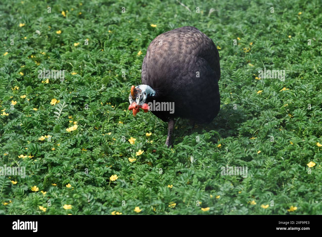 Guinea fowl behavior hi-res stock photography and images - Alamy