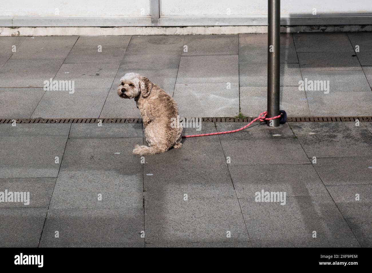 A dog tied up to a post in Newquay Town centre in Cornwall in the UK ...