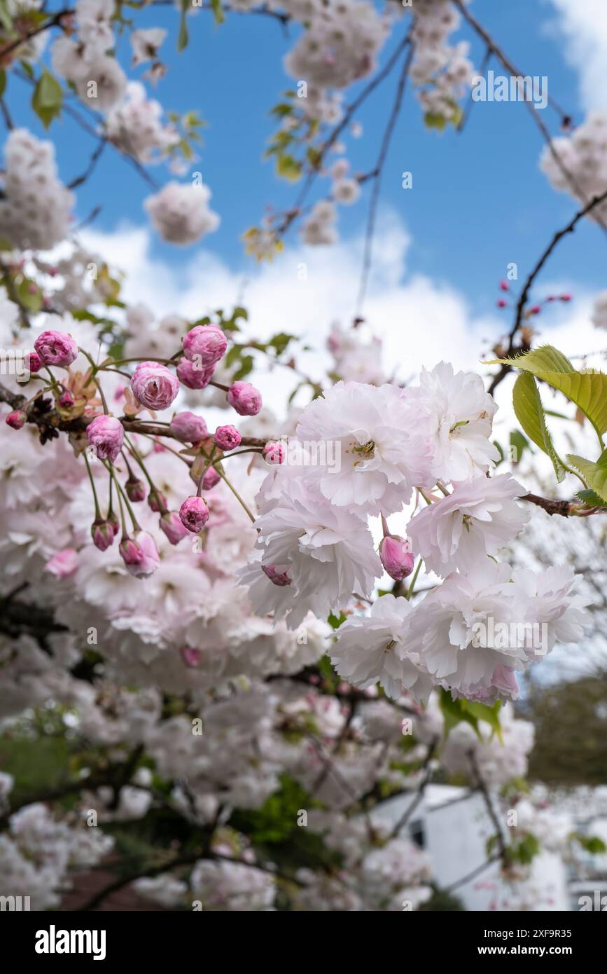 Prunus bride flowering cherry tree hi-res stock photography and images ...